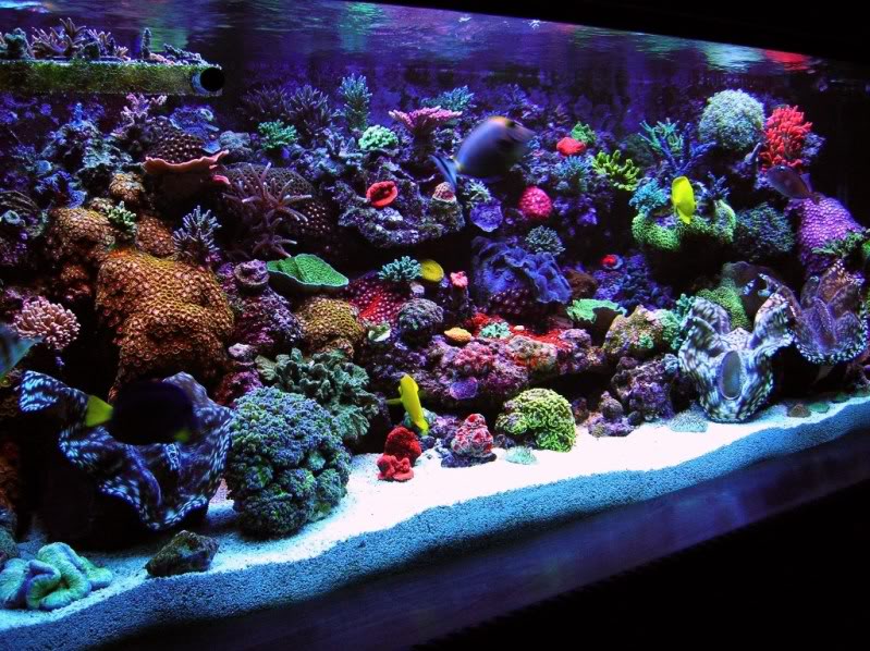 Actinic1.jpg | Atlanta Reef Club