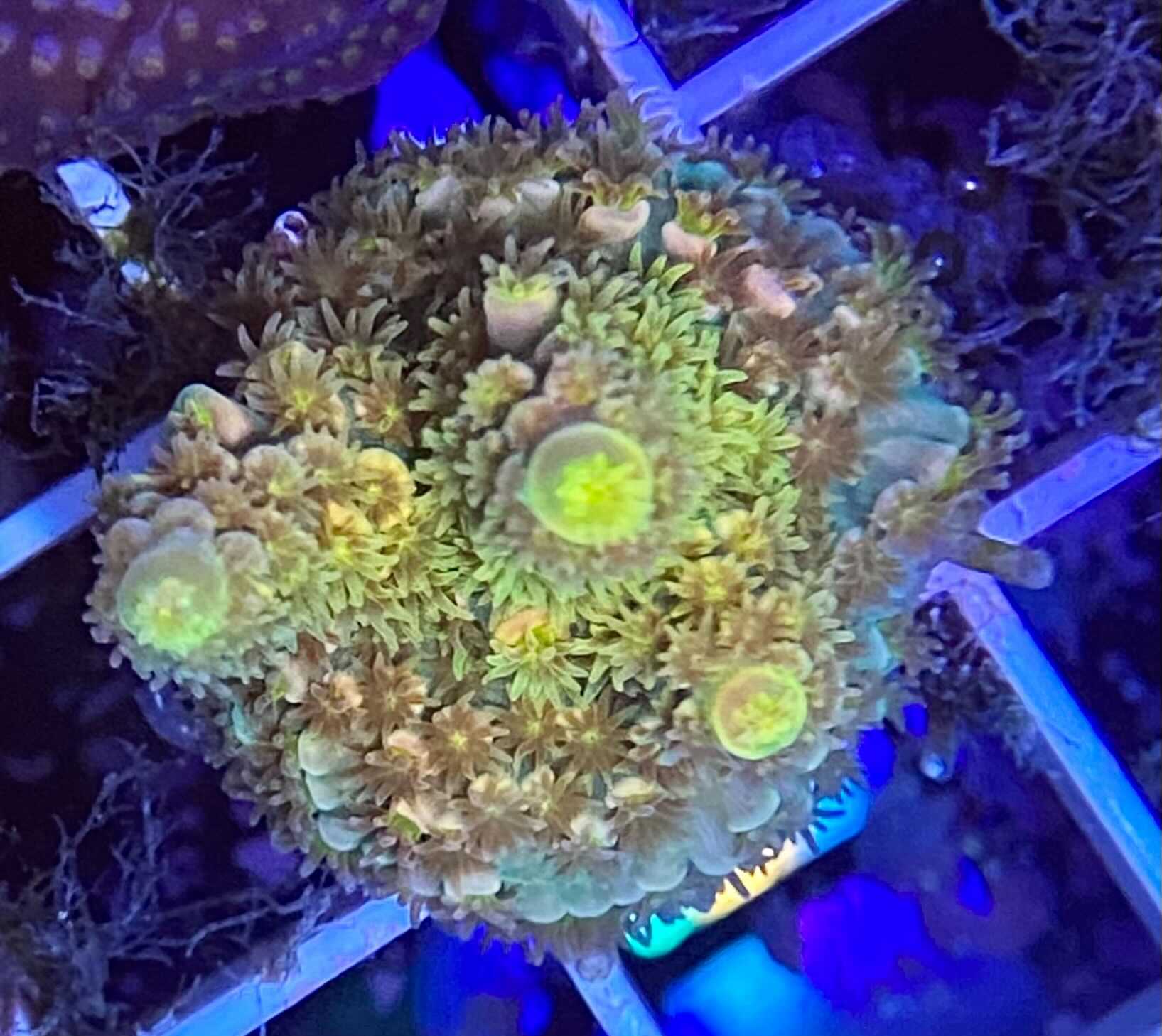 BigR Disney.jpg | Atlanta Reef Club